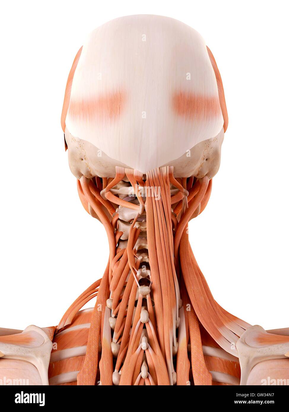 Head muscles hi-res stock photography and images - Alamy