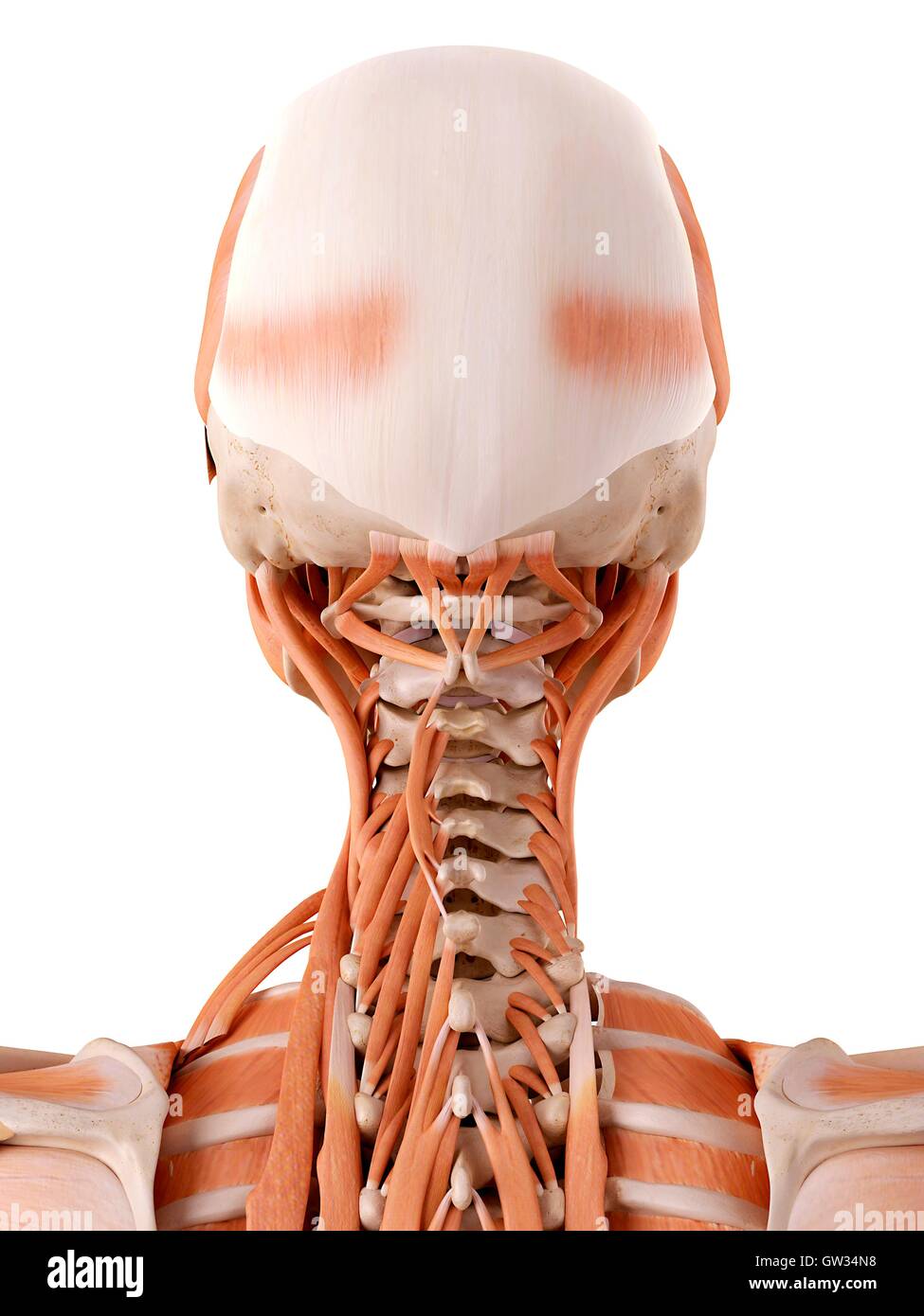 Human head muscles, illustration Stock Photo - Alamy