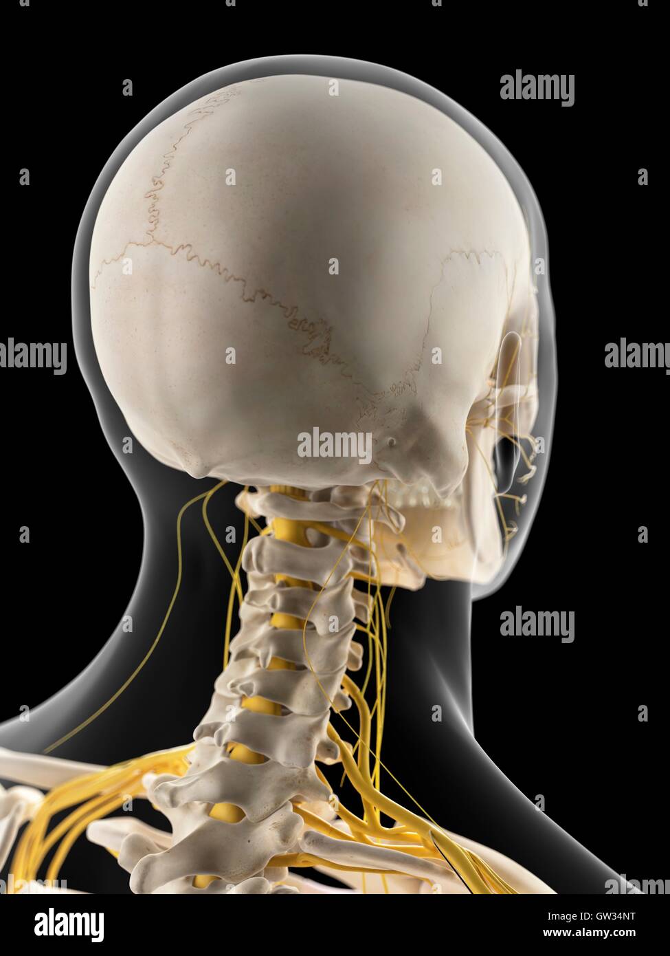 Human nervous system of the neck, illustration Stock Photo - Alamy