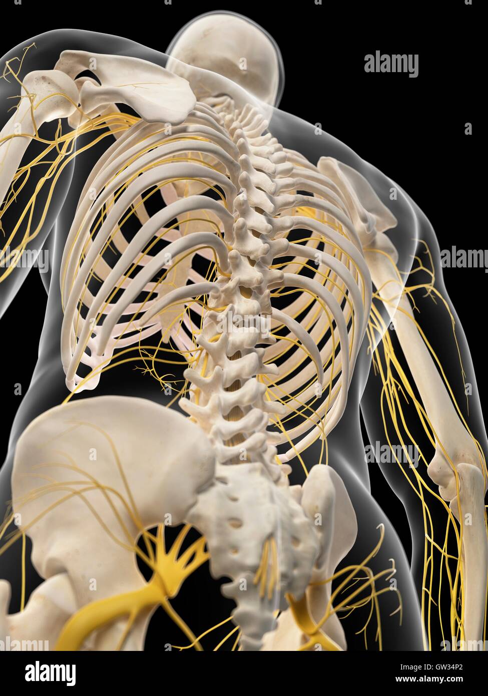 Human nervous system of the back, illustration Stock Photo - Alamy