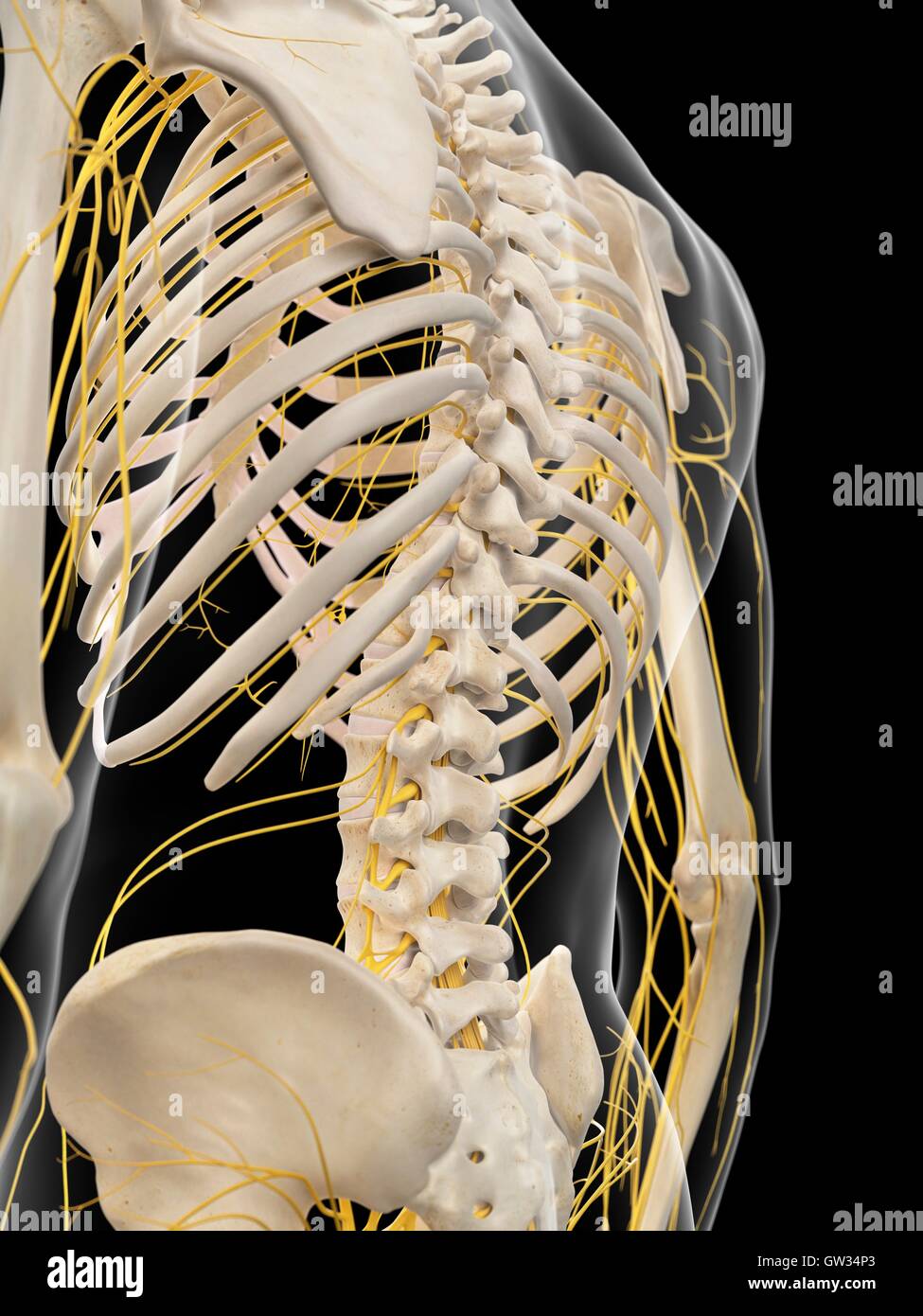 Human nervous system of the back, illustration Stock Photo - Alamy