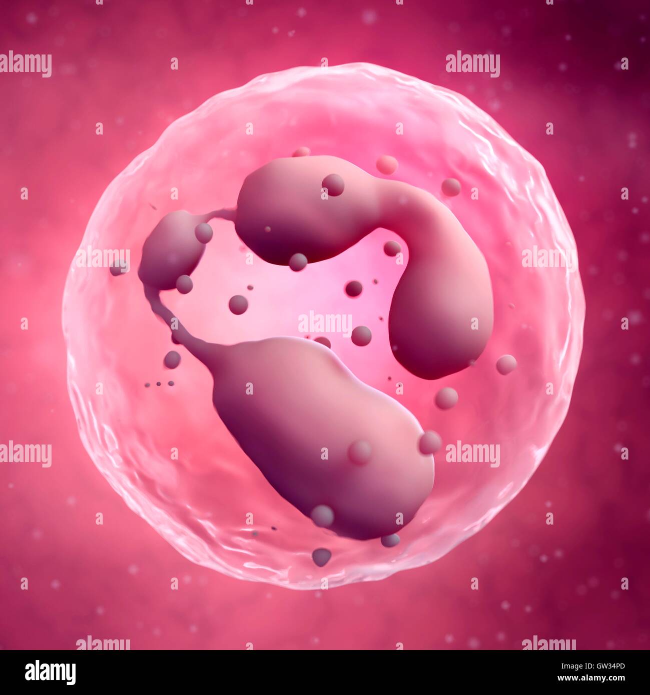 Human white blood cell, illustration Stock Photo - Alamy