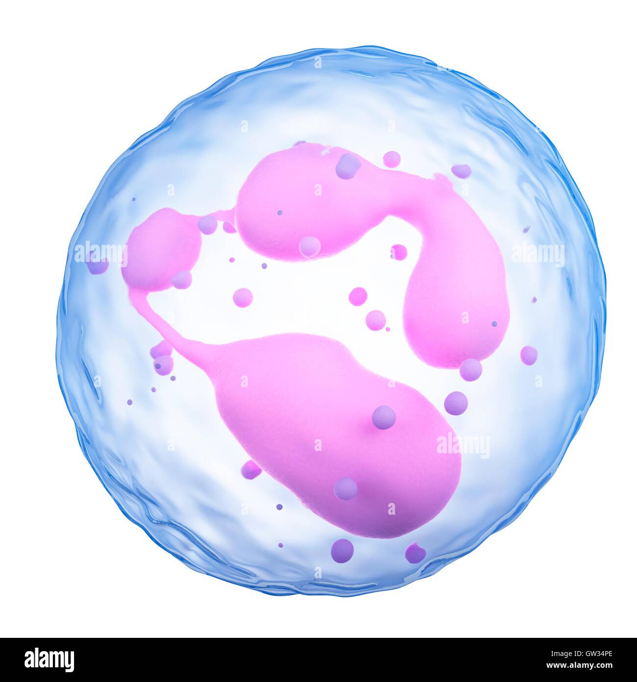 Human white blood cell hi-res stock photography and images - Alamy
