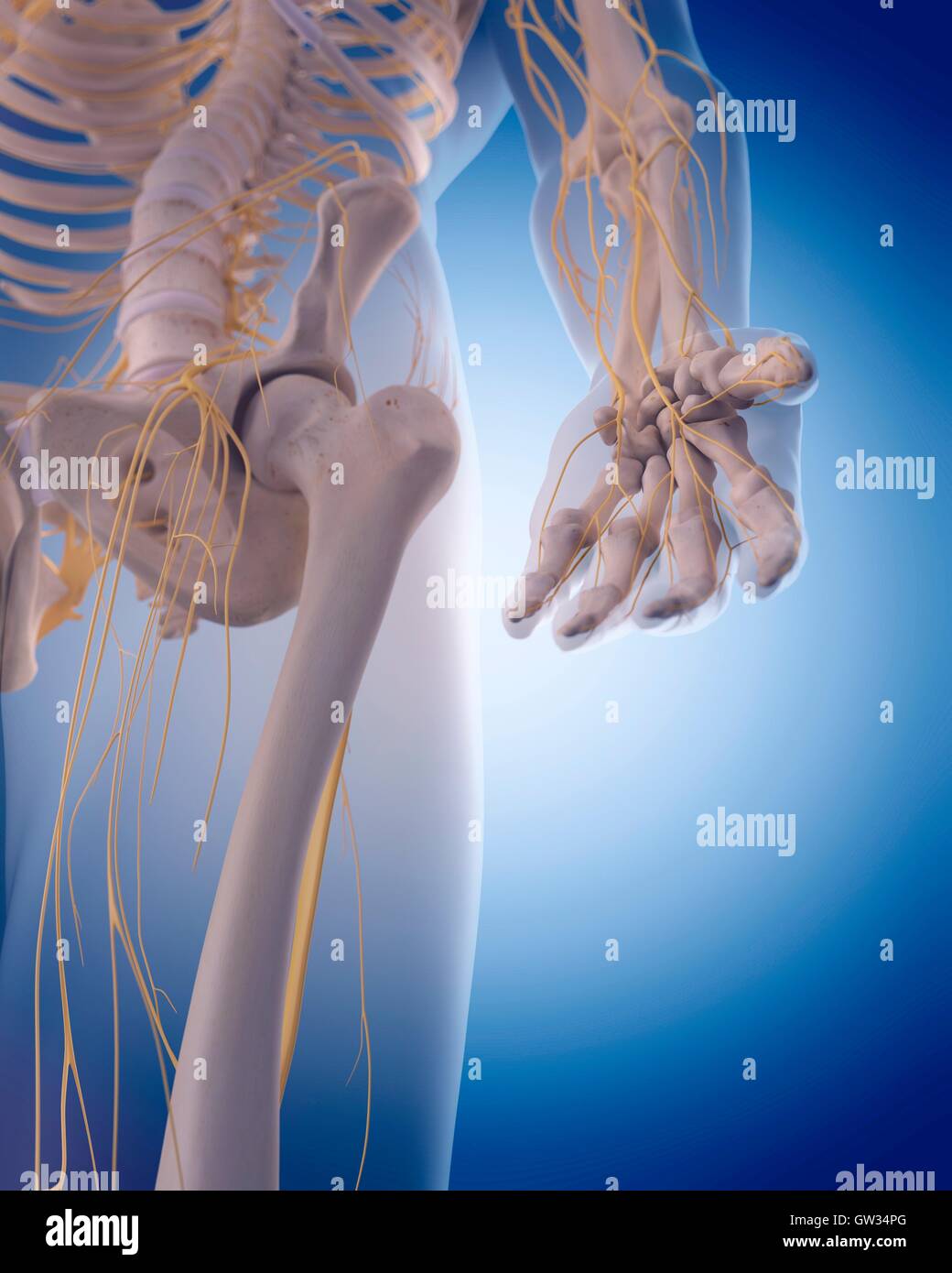 Human nervous system of the hand, illustration Stock Photo - Alamy
