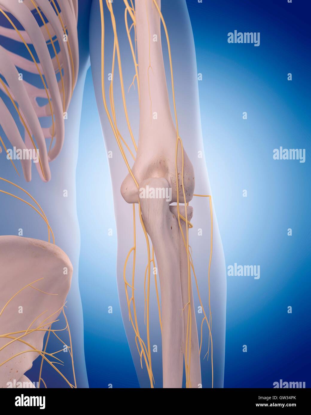 Human nervous system of the elbow, illustration Stock Photo - Alamy