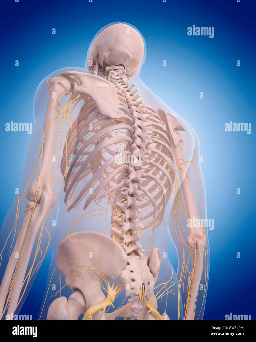Human nervous system of the back, illustration Stock Photo - Alamy