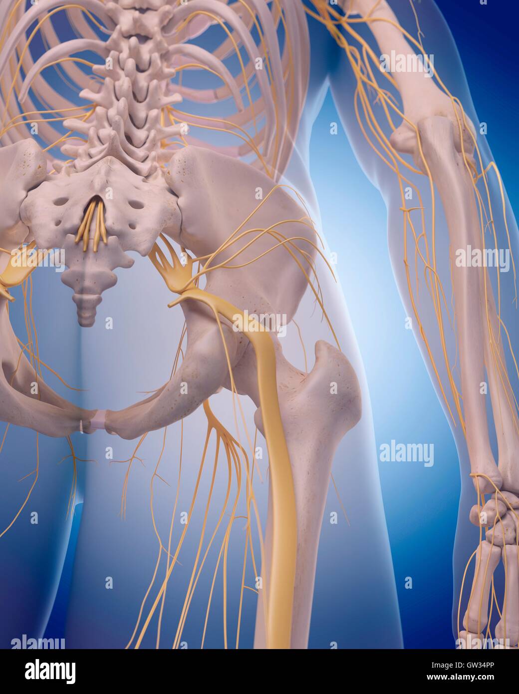 Human sciatic nerve, illustration Stock Photo - Alamy