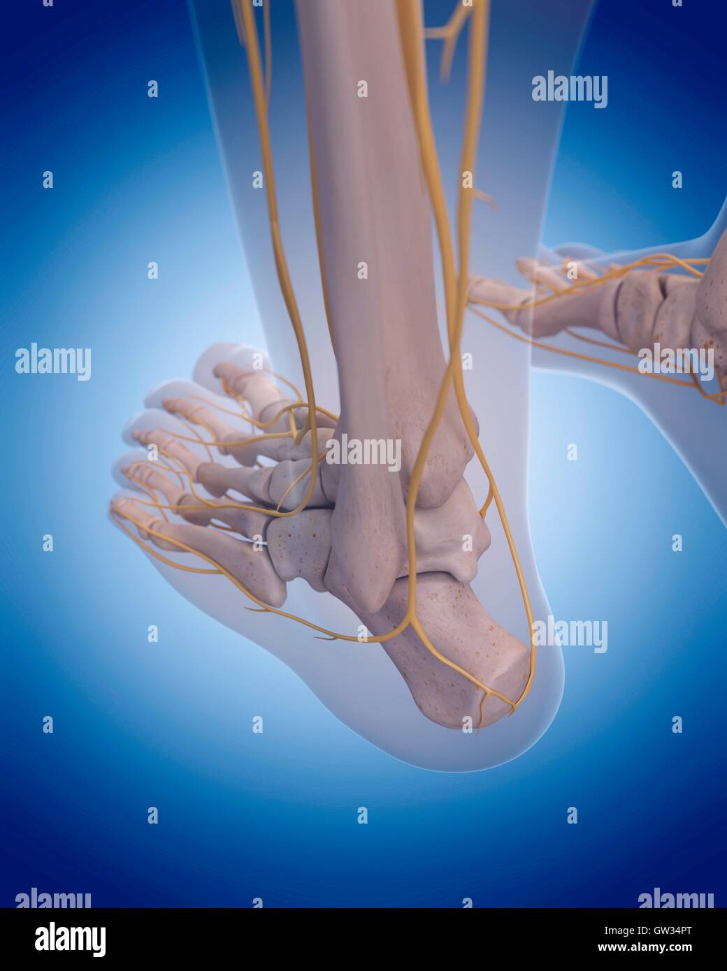 Human leg foot, illustration Stock Photo - Alamy
