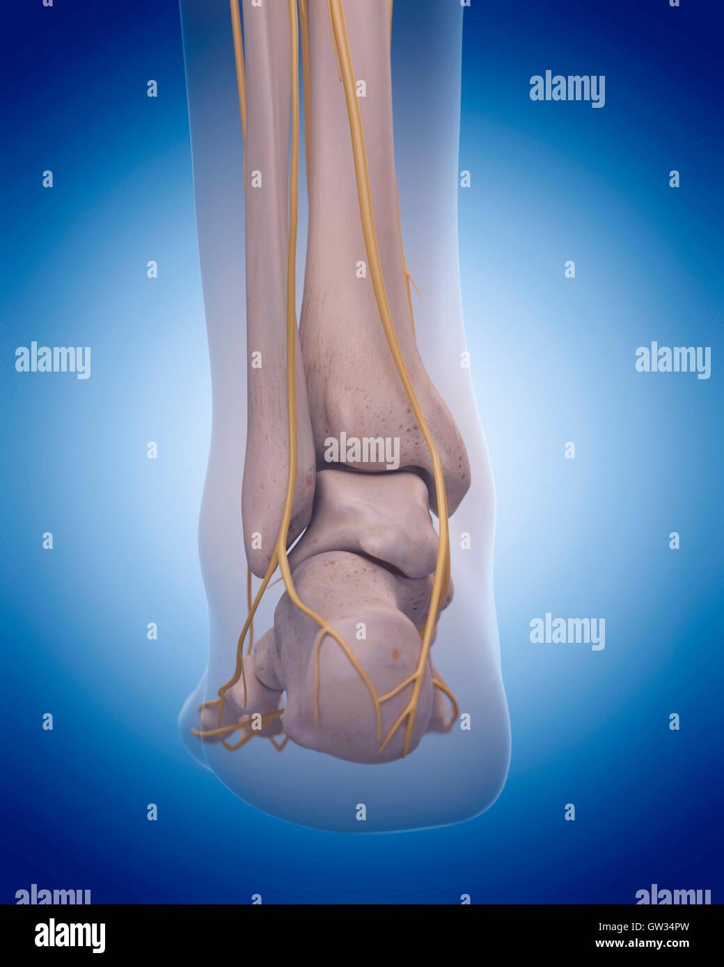 Leg foot hi-res stock photography and images - Alamy