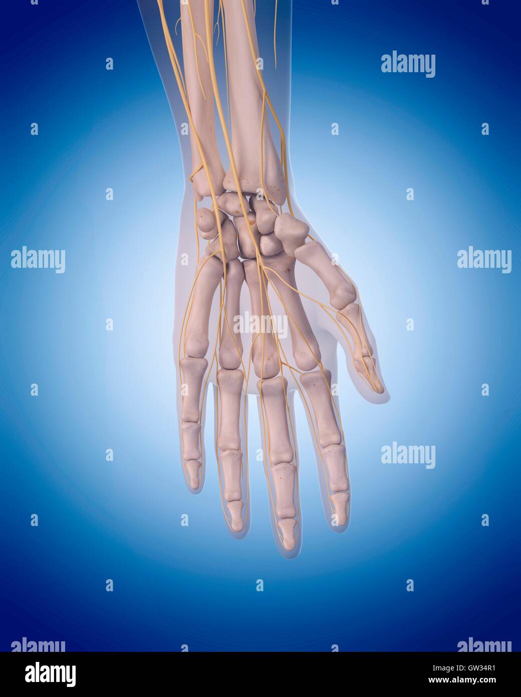 Human hand nerves hi-res stock photography and images - Alamy
