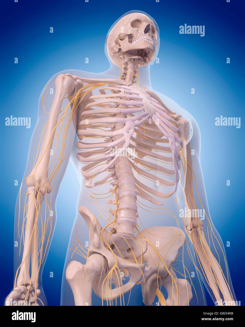 Human nervous system, illustration Stock Photo - Alamy