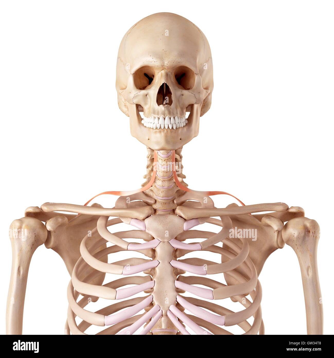 Human neck bones and muscle hi-res stock photography and images - Alamy