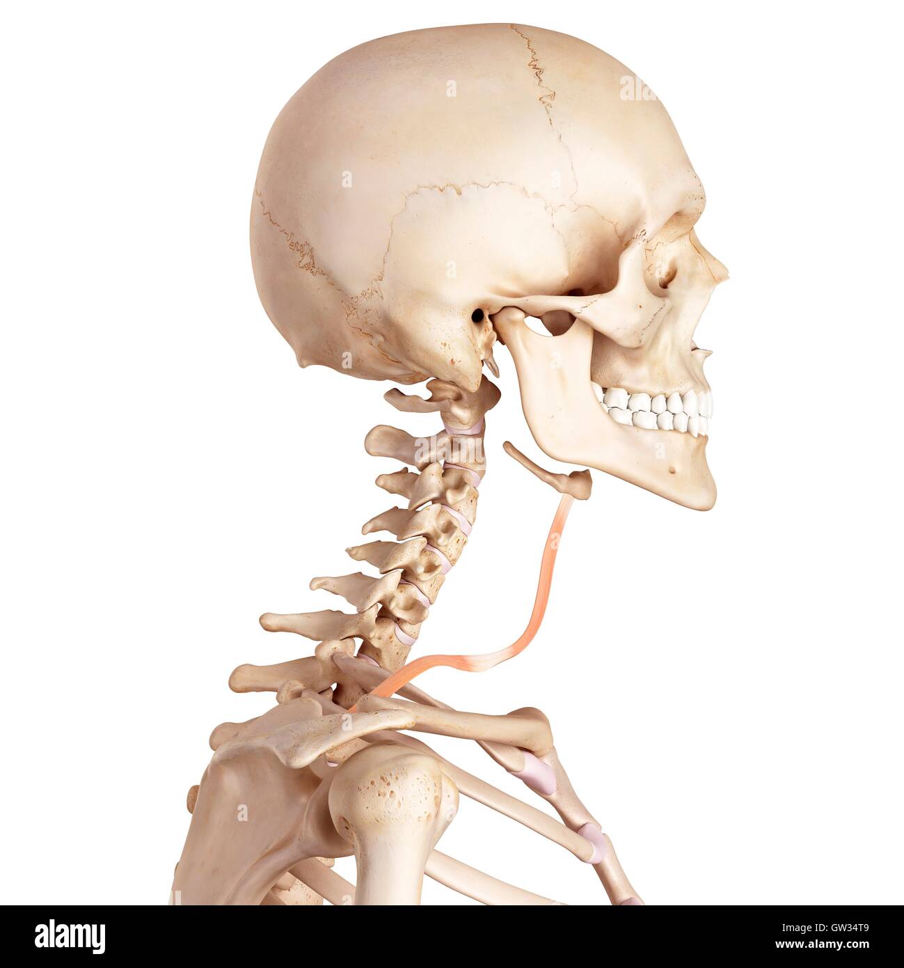 Human neck bones and muscle hi-res stock photography and images - Alamy