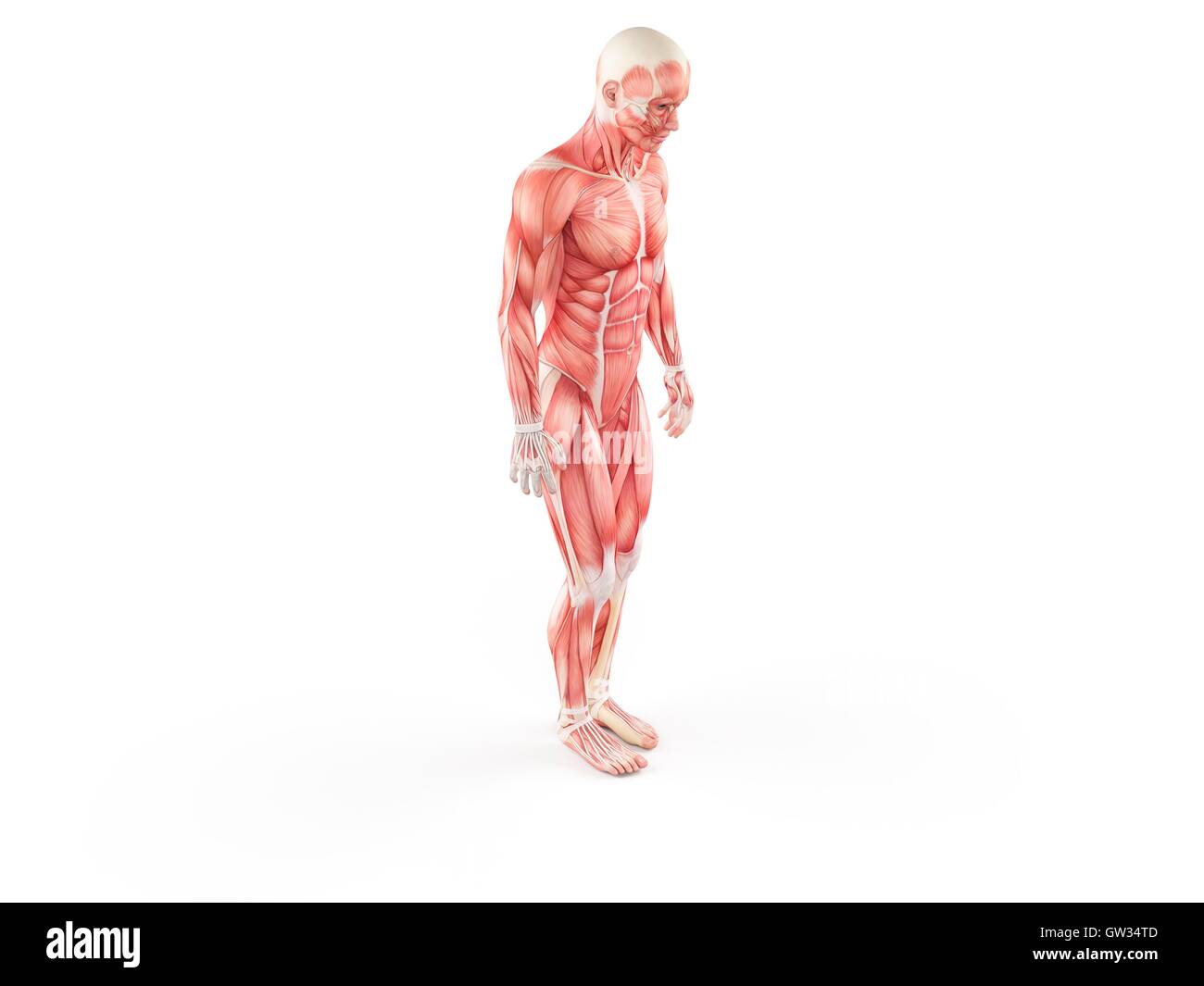 Muscular system of person exercising, illustration Stock Photo - Alamy