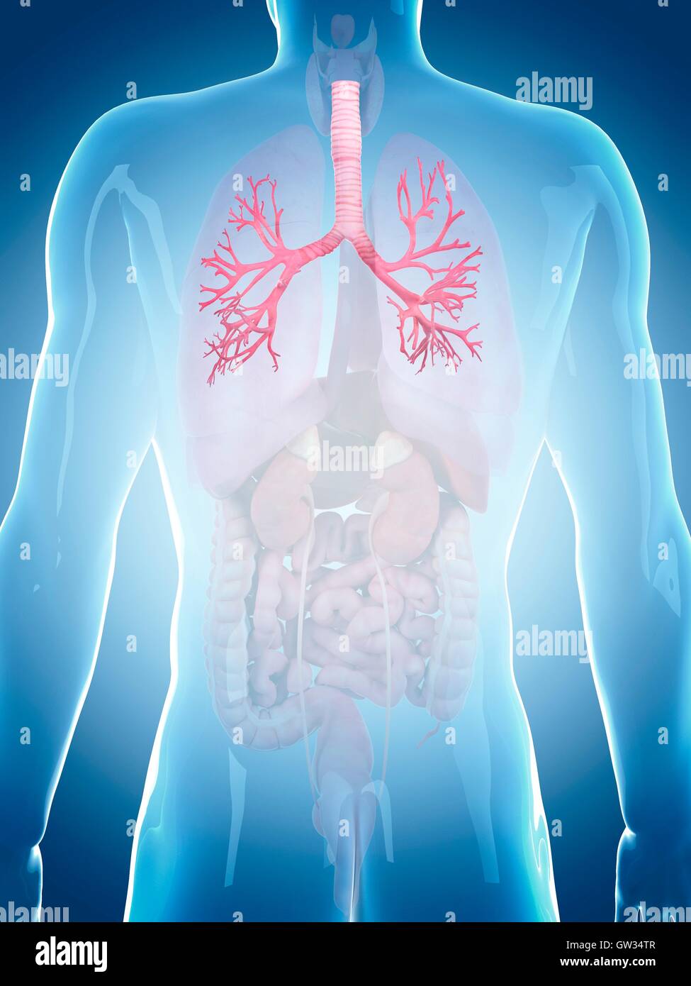 Bronchii hi-res stock photography and images - Alamy