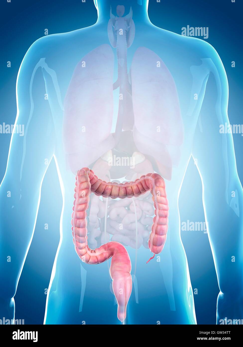 Human colon, illustration Stock Photo - Alamy