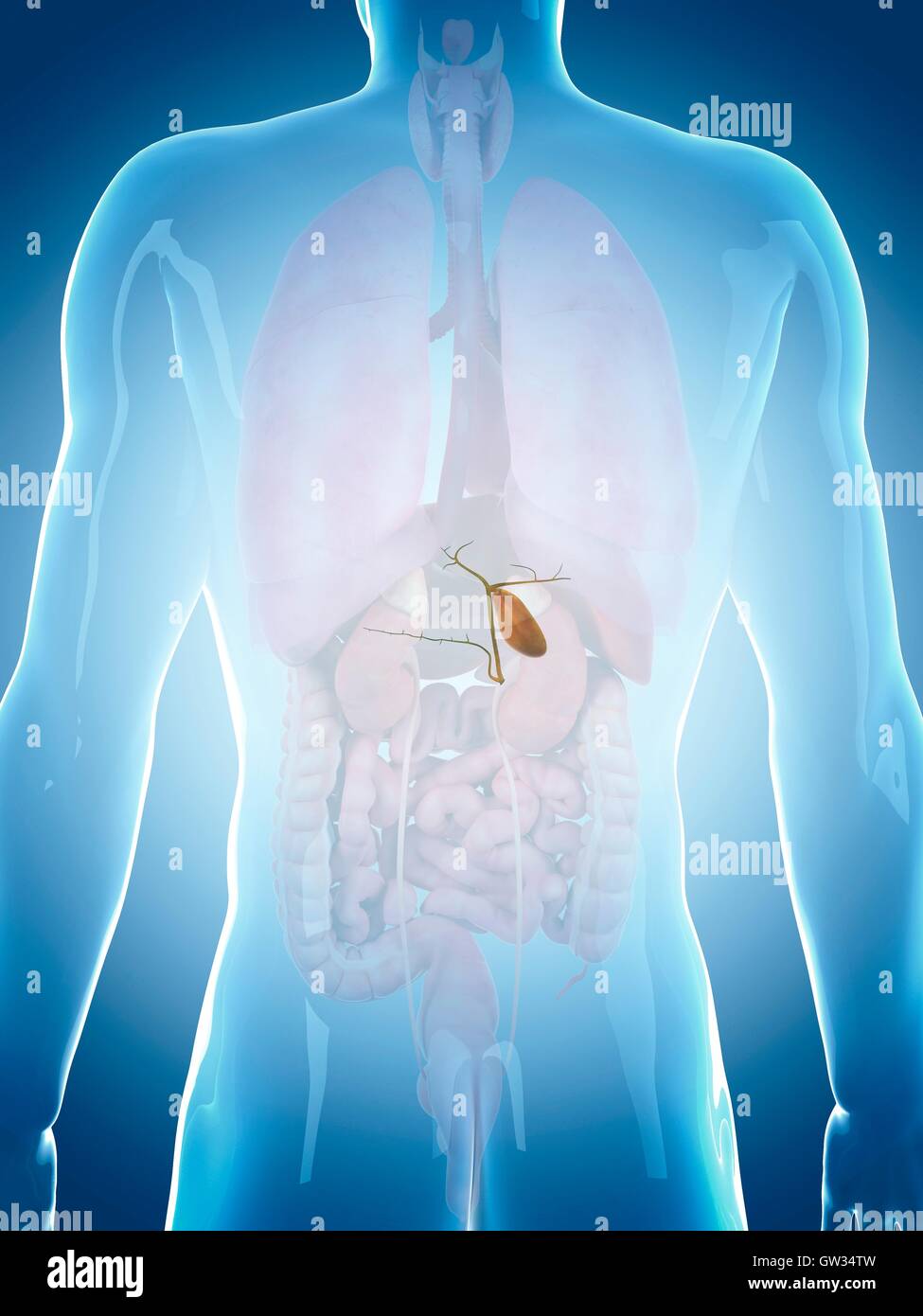 Human gall bladder, illustration Stock Photo - Alamy