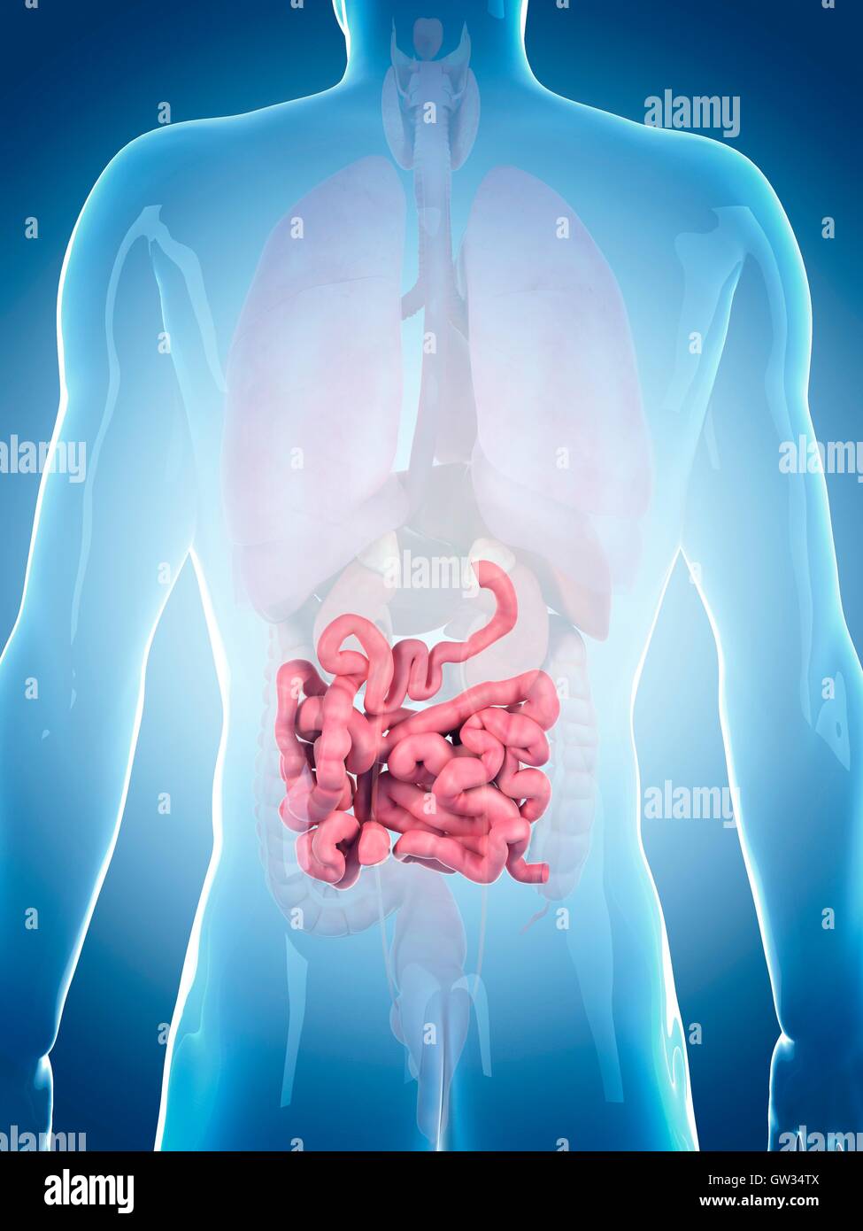 Human small intestine, illustration Stock Photo - Alamy