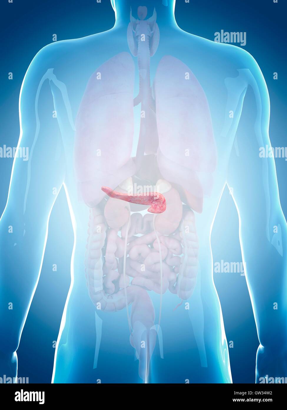 Human pancreas, illustration Stock Photo - Alamy