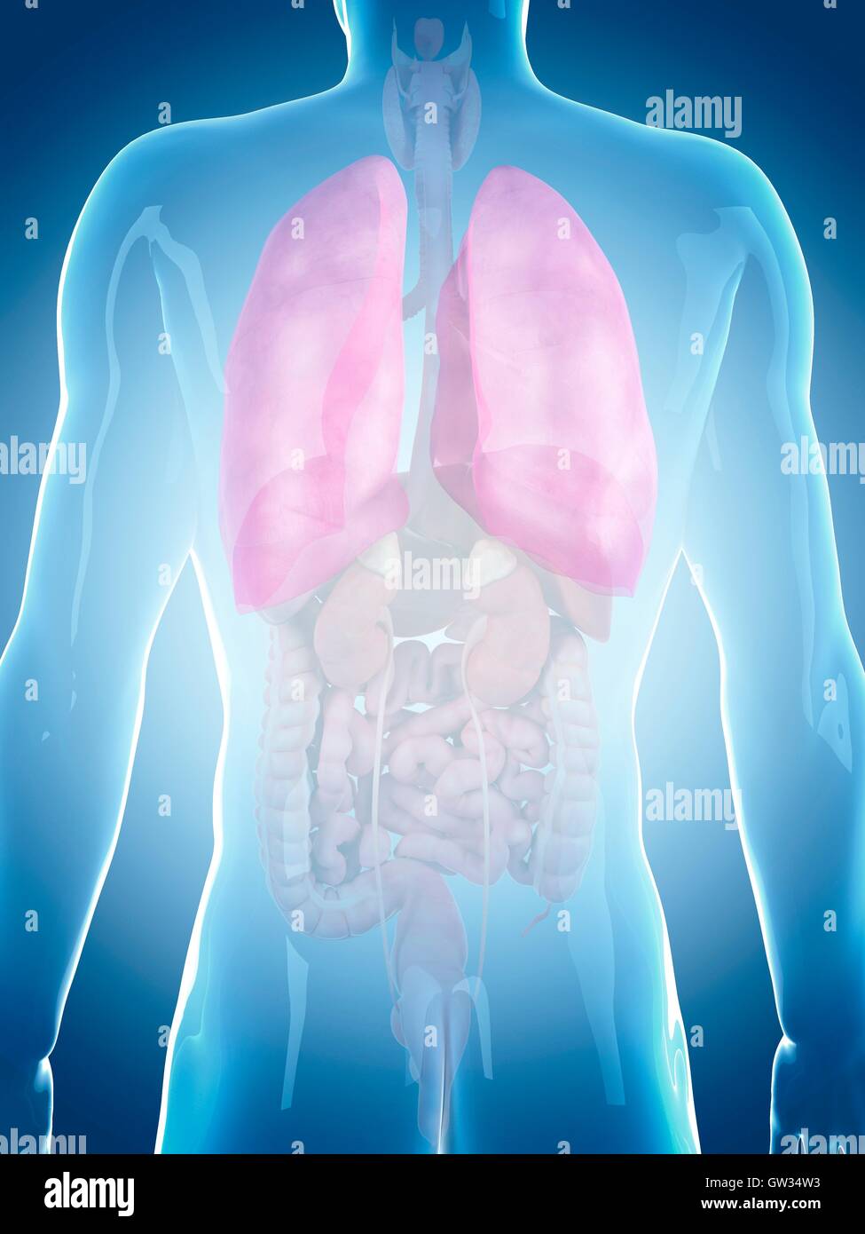 Human lungs, illustration Stock Photo - Alamy