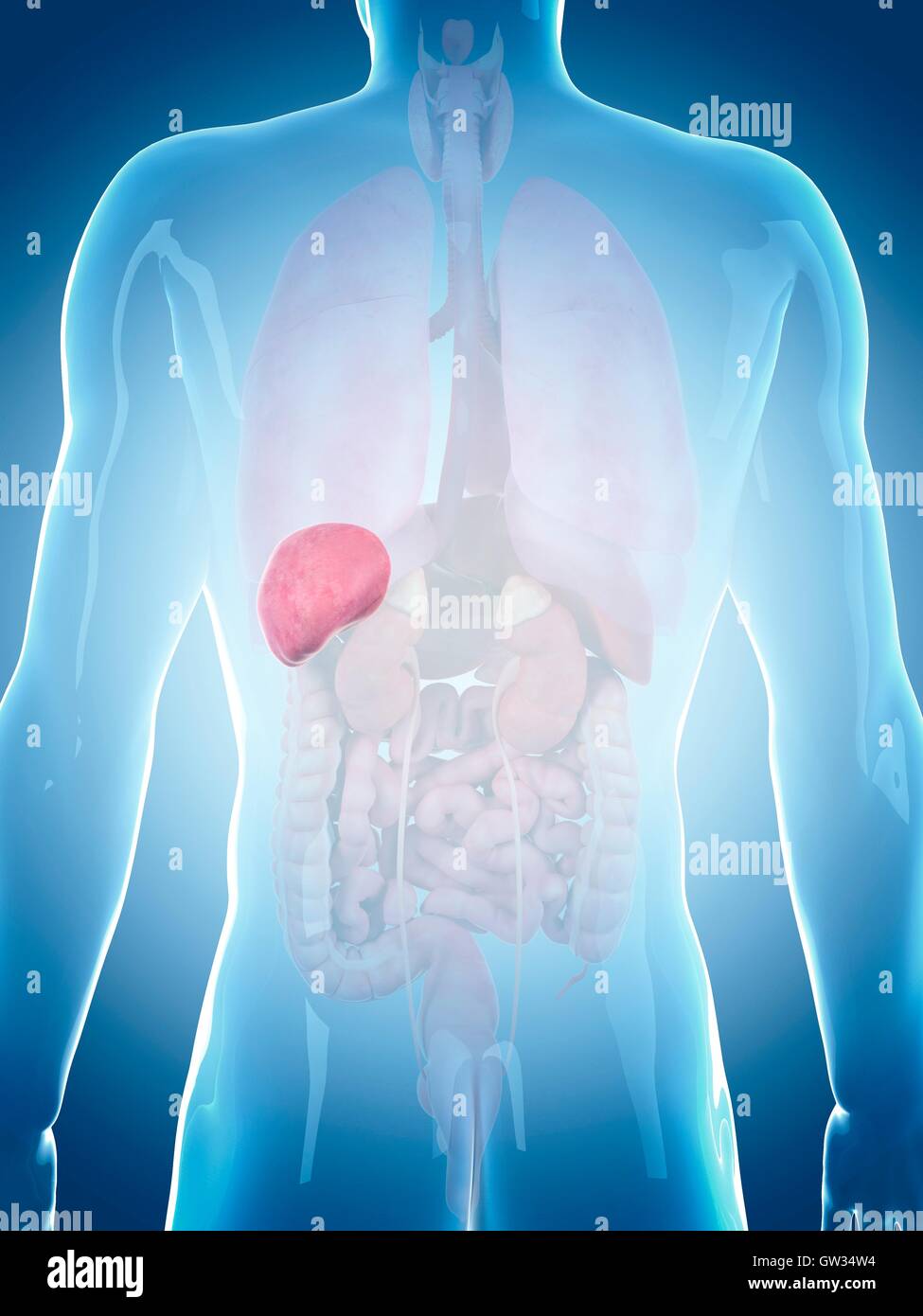 Human spleen, illustration Stock Photo - Alamy