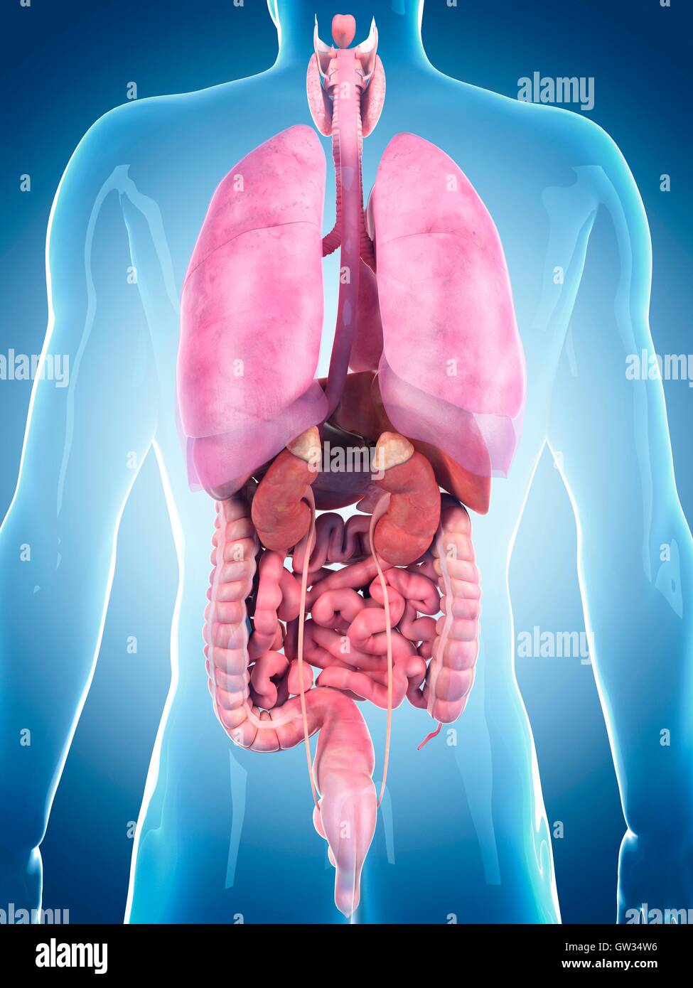 Human internal organs, illustration Stock Photo - Alamy