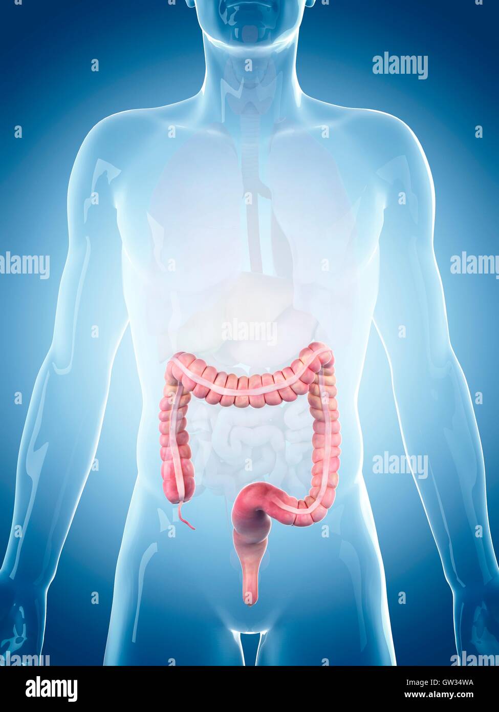 Human colon, illustration Stock Photo - Alamy