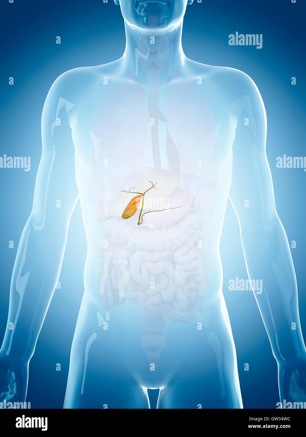 Human gall bladder, illustration Stock Photo - Alamy