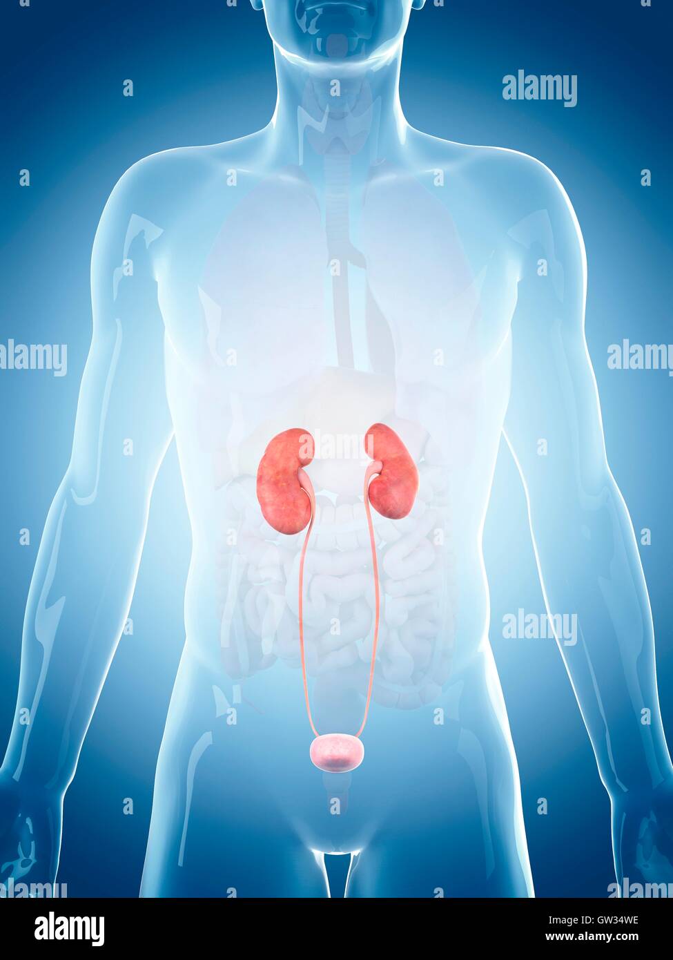 Human kidneys, illustration Stock Photo - Alamy