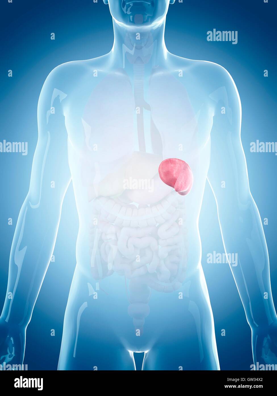 Human spleen, illustration Stock Photo - Alamy