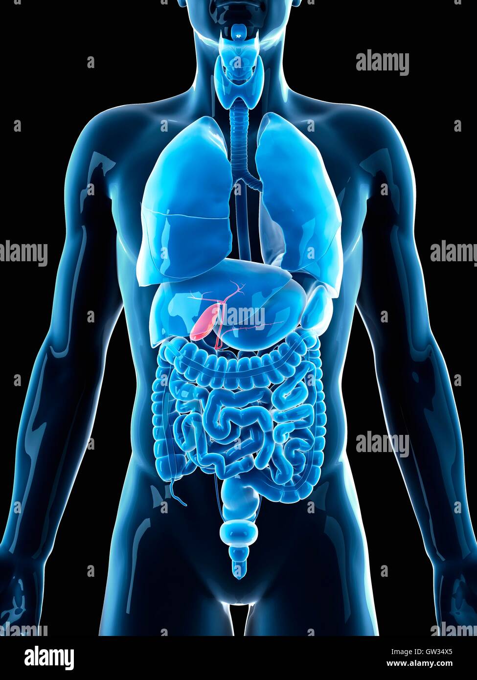 Human gall bladder, illustration Stock Photo - Alamy