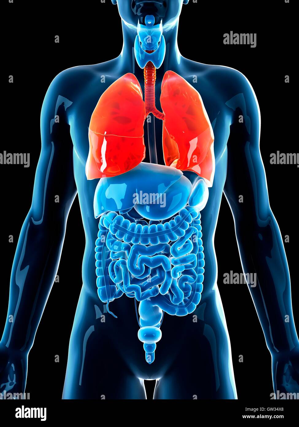 Human lungs, illustration Stock Photo - Alamy