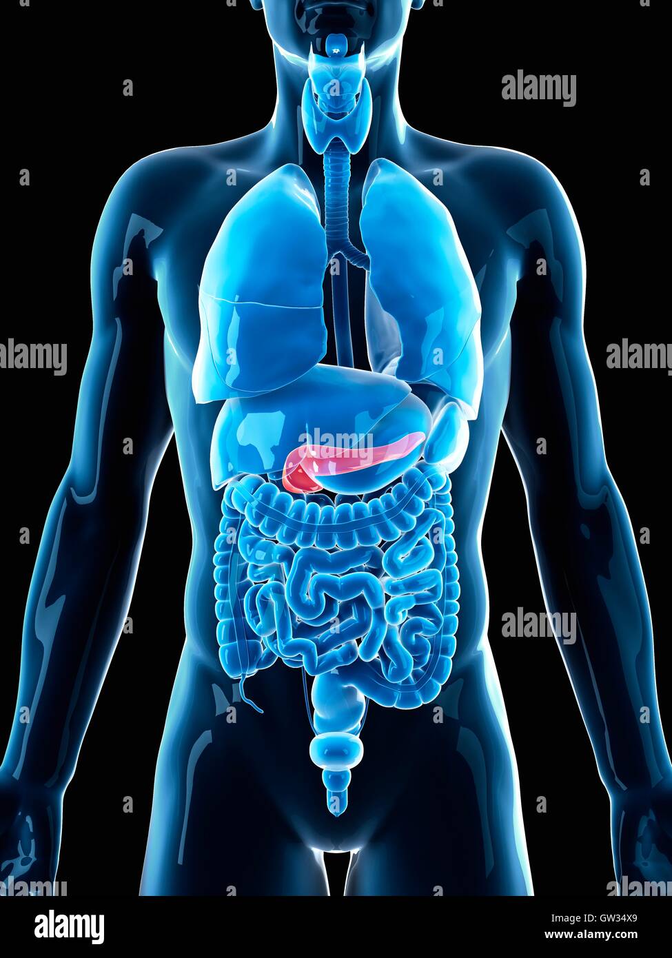Human pancreas, illustration Stock Photo - Alamy