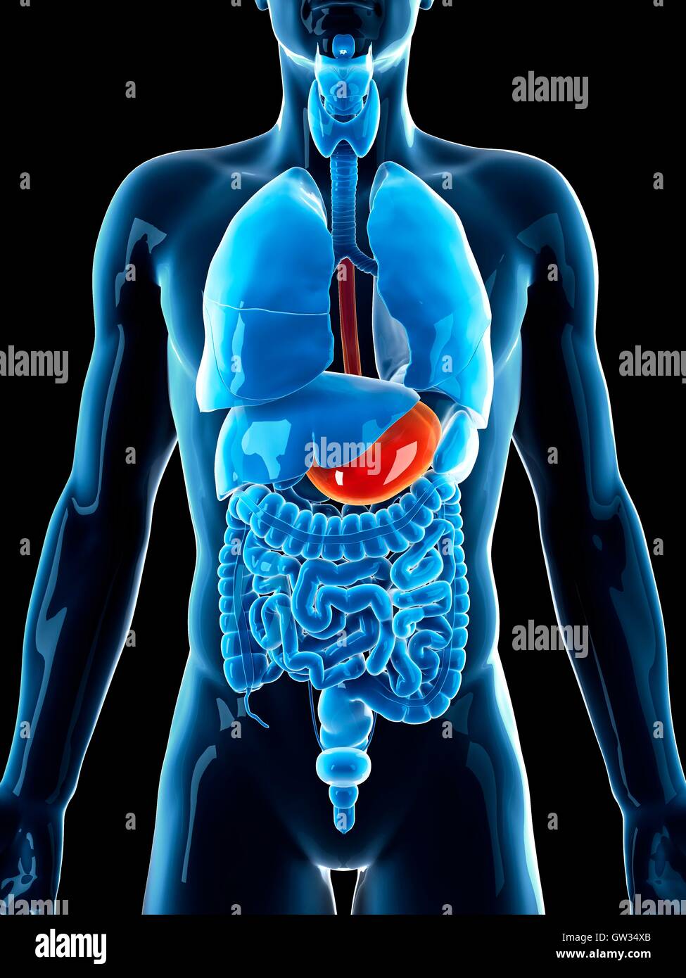 Human stomach, illustration Stock Photo - Alamy