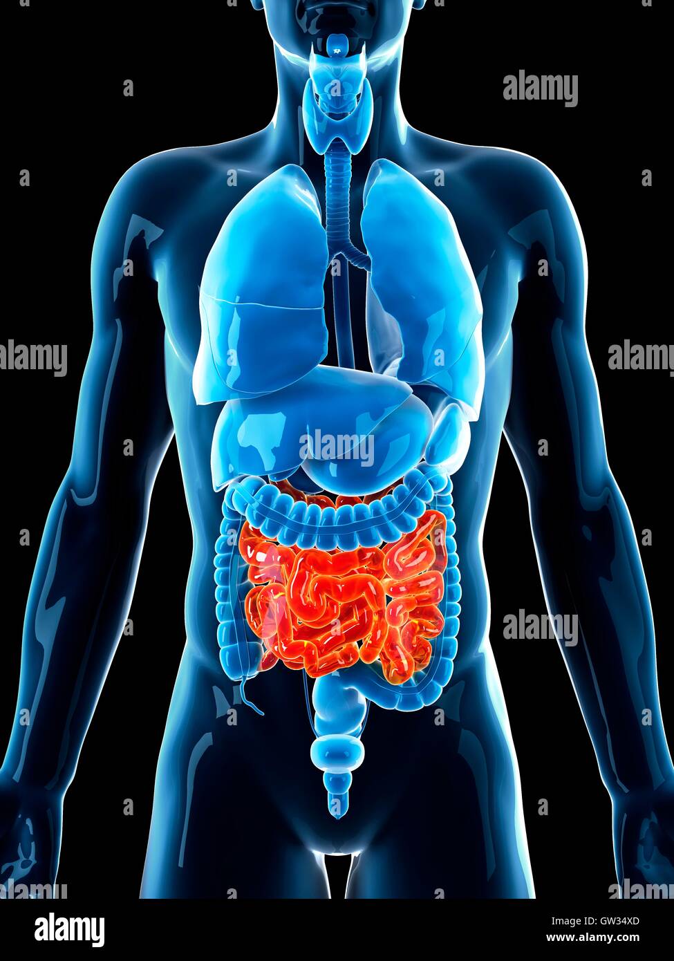 Human small intestine, illustration Stock Photo - Alamy