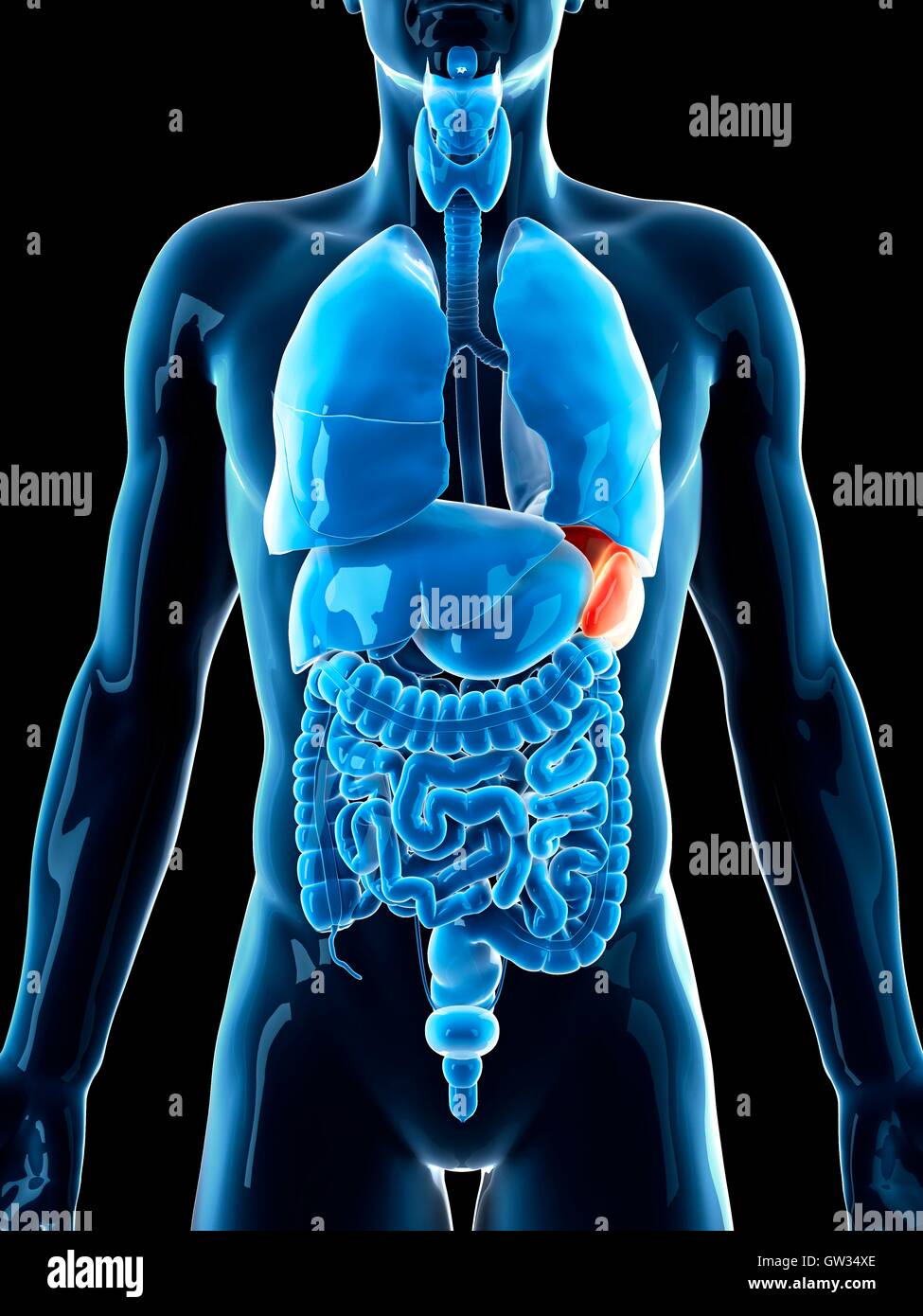 Human spleen, illustration Stock Photo - Alamy
