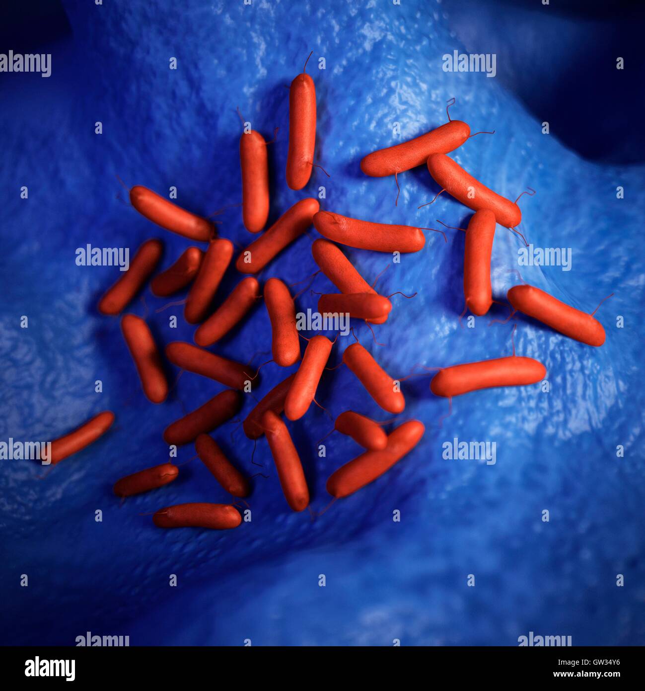 Pseudomonas aeruginosa rod shaped bacterium hi-res stock photography ...