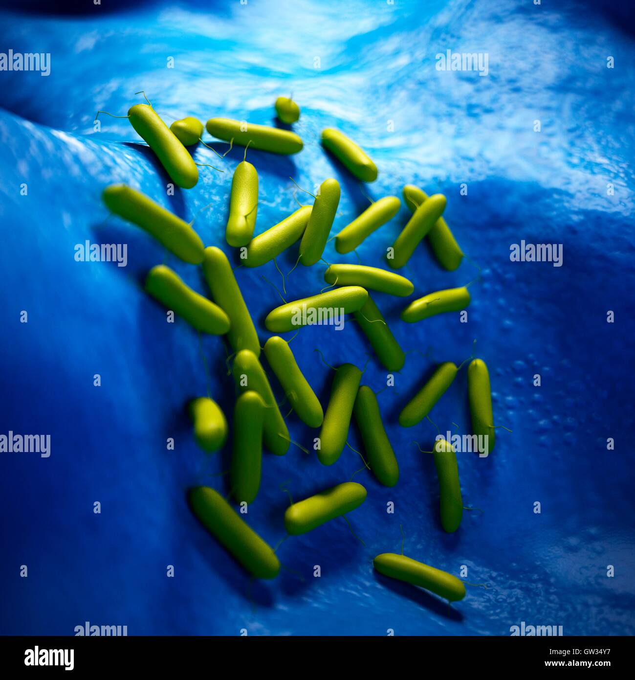 Pseudomonas aeruginosa rod shaped bacterium hi-res stock photography ...