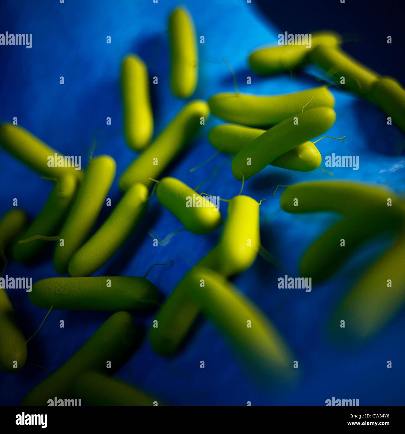 Pseudomonas Aeruginosa Rod Shaped Bacterium High Resolution Stock ...