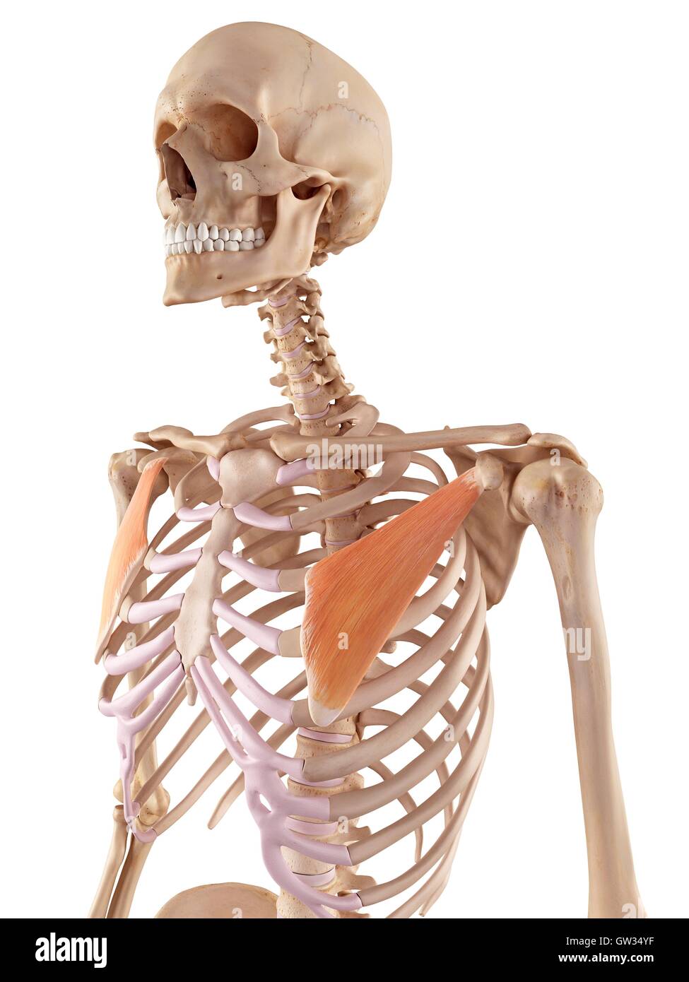Human chest muscles, illustration Stock Photo - Alamy