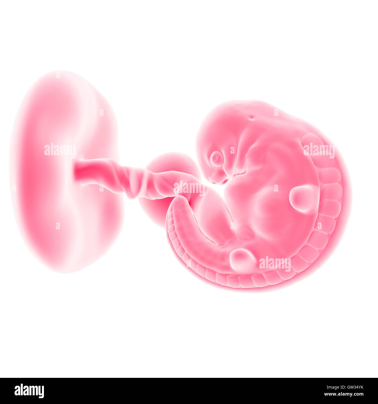 Human fetus age 6 weeks, illustration Stock Photo - Alamy
