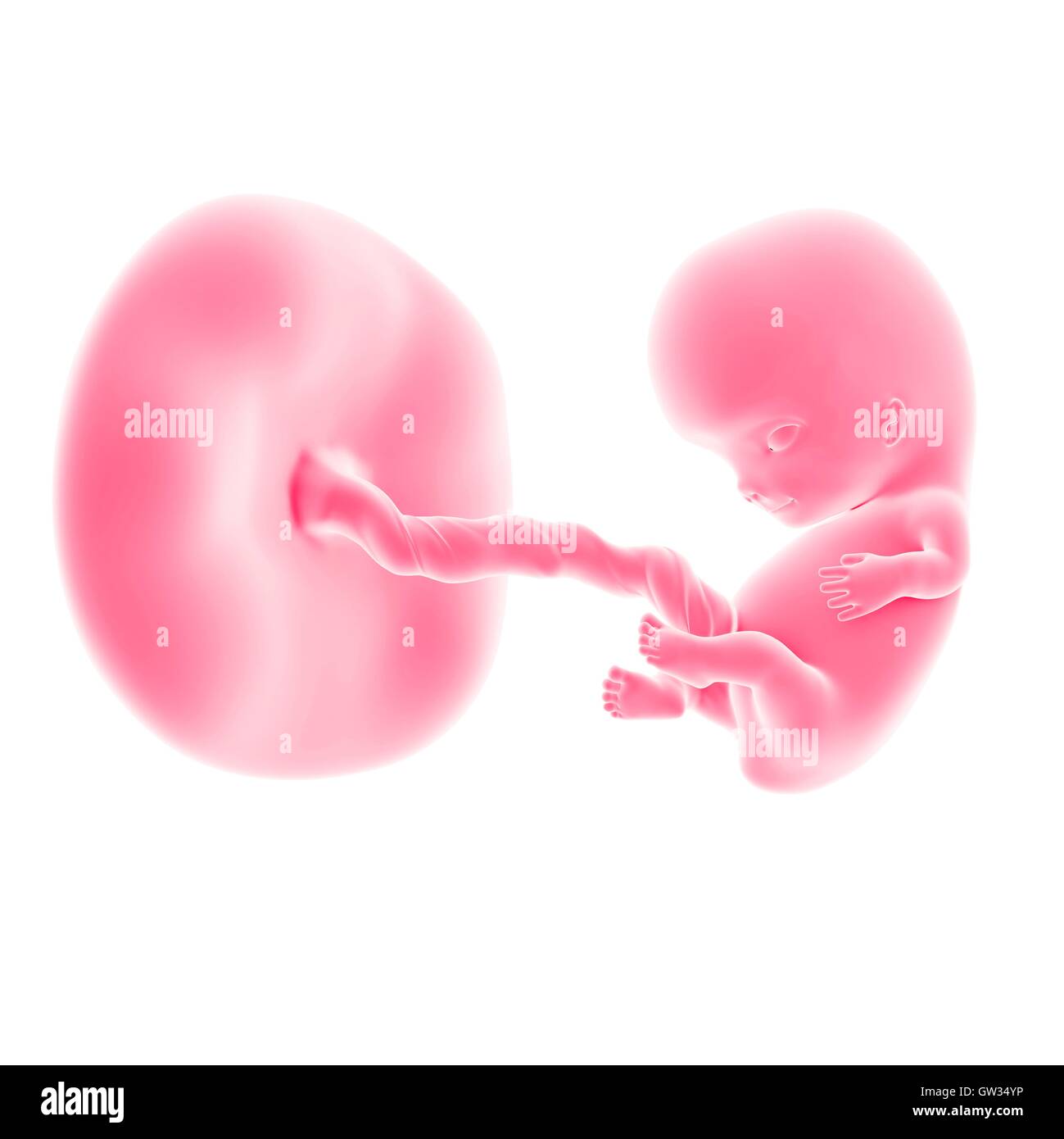 Human fetus age 9 weeks, illustration Stock Photo - Alamy