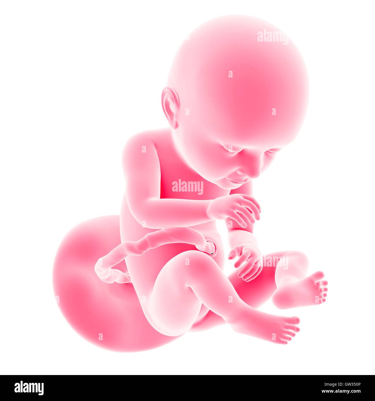 Human fetus age 37 weeks, illustration Stock Photo - Alamy