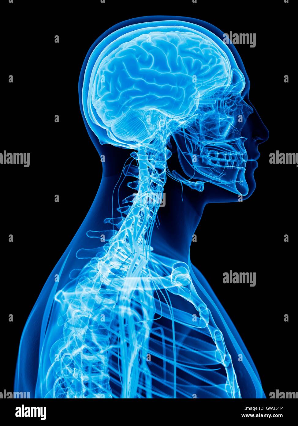 Nervous system of head and neck hi-res stock photography and images - Alamy