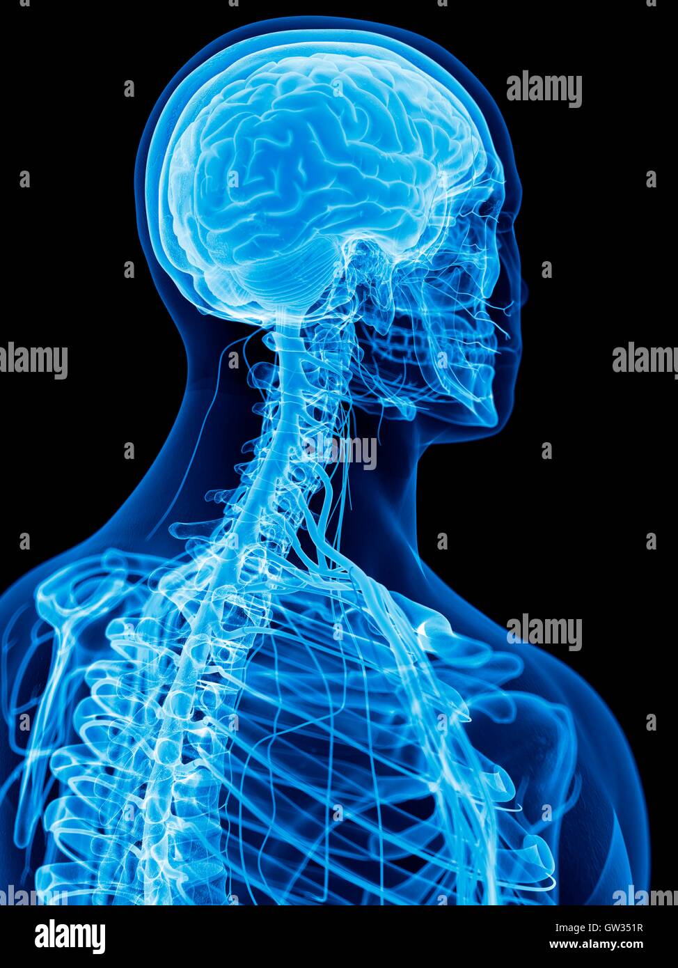 Nervous system of head and neck hi-res stock photography and images - Alamy
