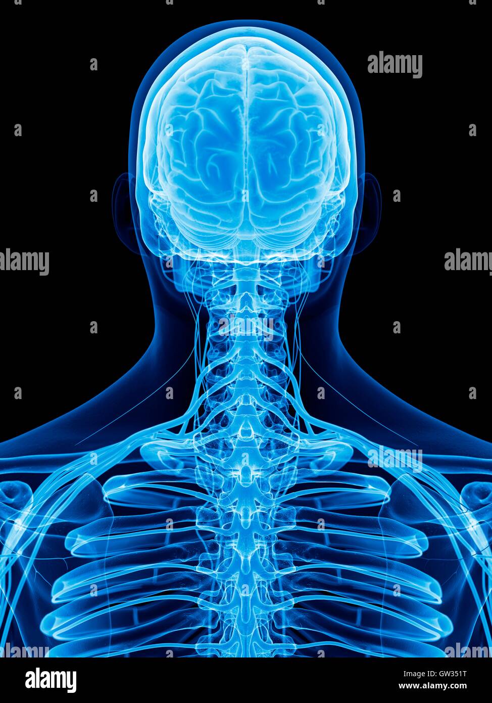 Nervous system of head and neck hi-res stock photography and images - Alamy