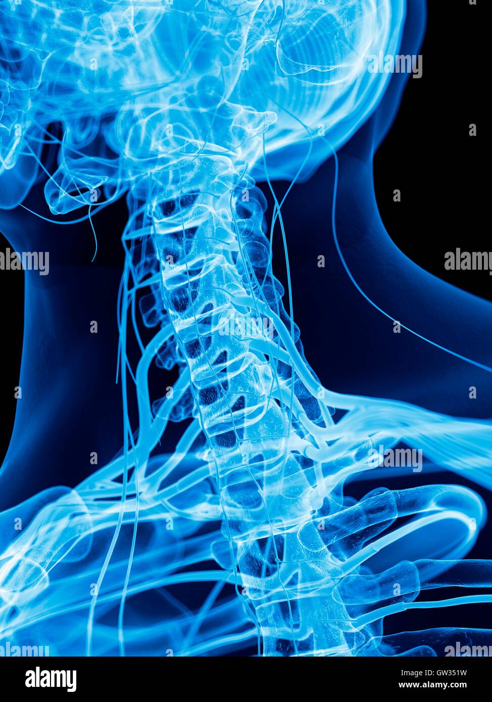 Human nervous system of the neck, illustration Stock Photo - Alamy