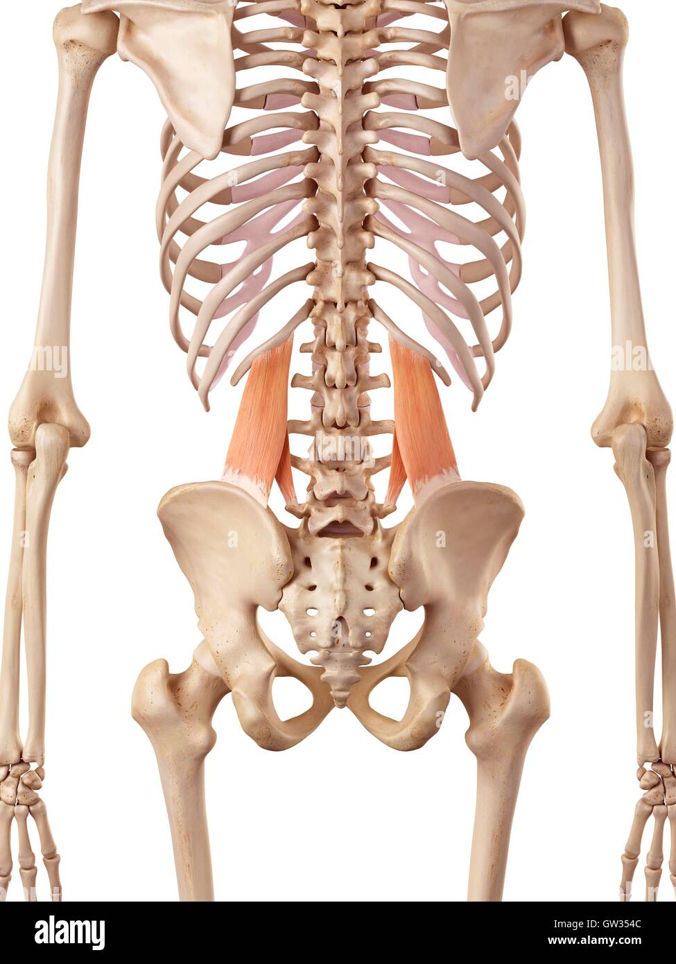 Human muscular system, illustration Stock Photo - Alamy