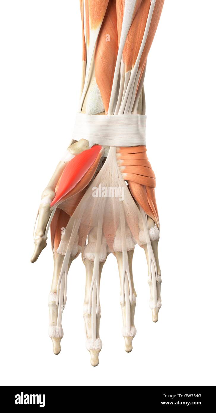 Human hand muscles, illustration Stock Photo - Alamy