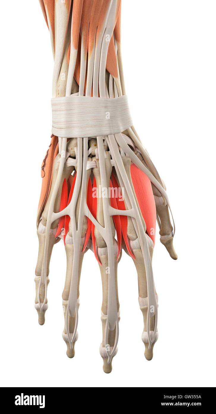 Human hand muscles, illustration Stock Photo - Alamy